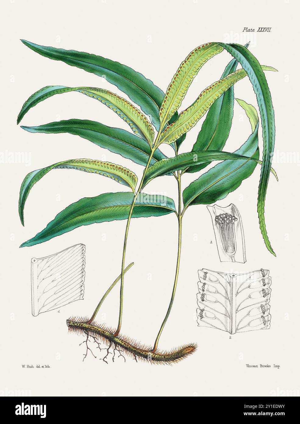 Vintage fern illustration. Botanical art from a book published in ...