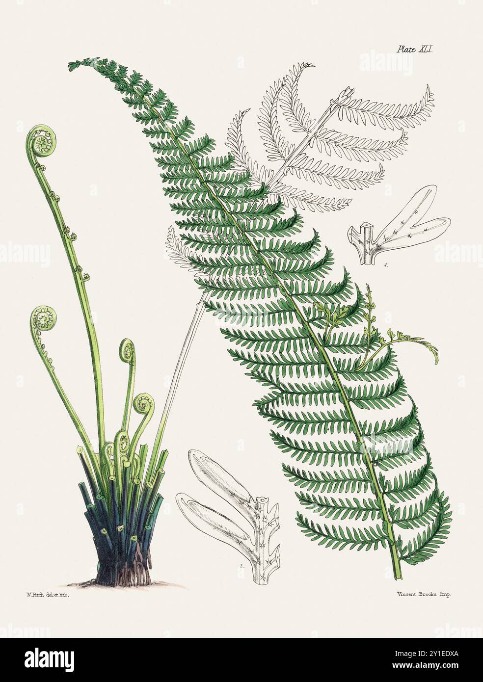 Vintage fern illustration. Botanical art from a book published in ...
