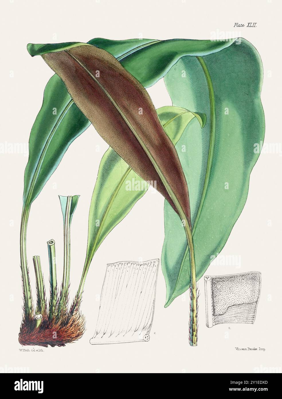 Vintage fern illustration. Botanical art from a book published in ...