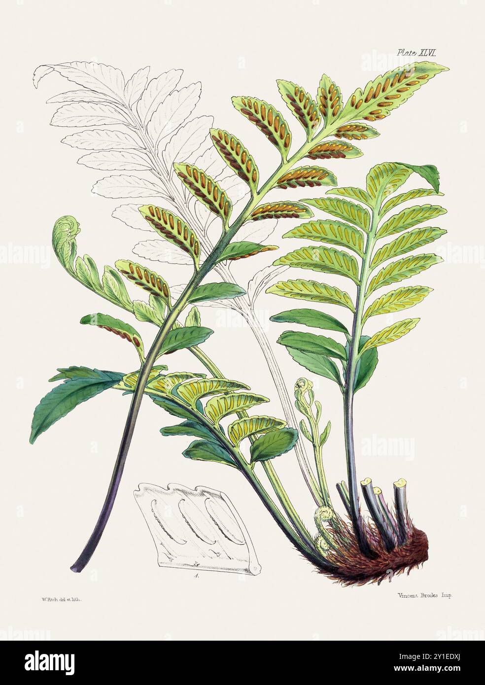 Vintage fern illustration. Botanical art from a book published in ...