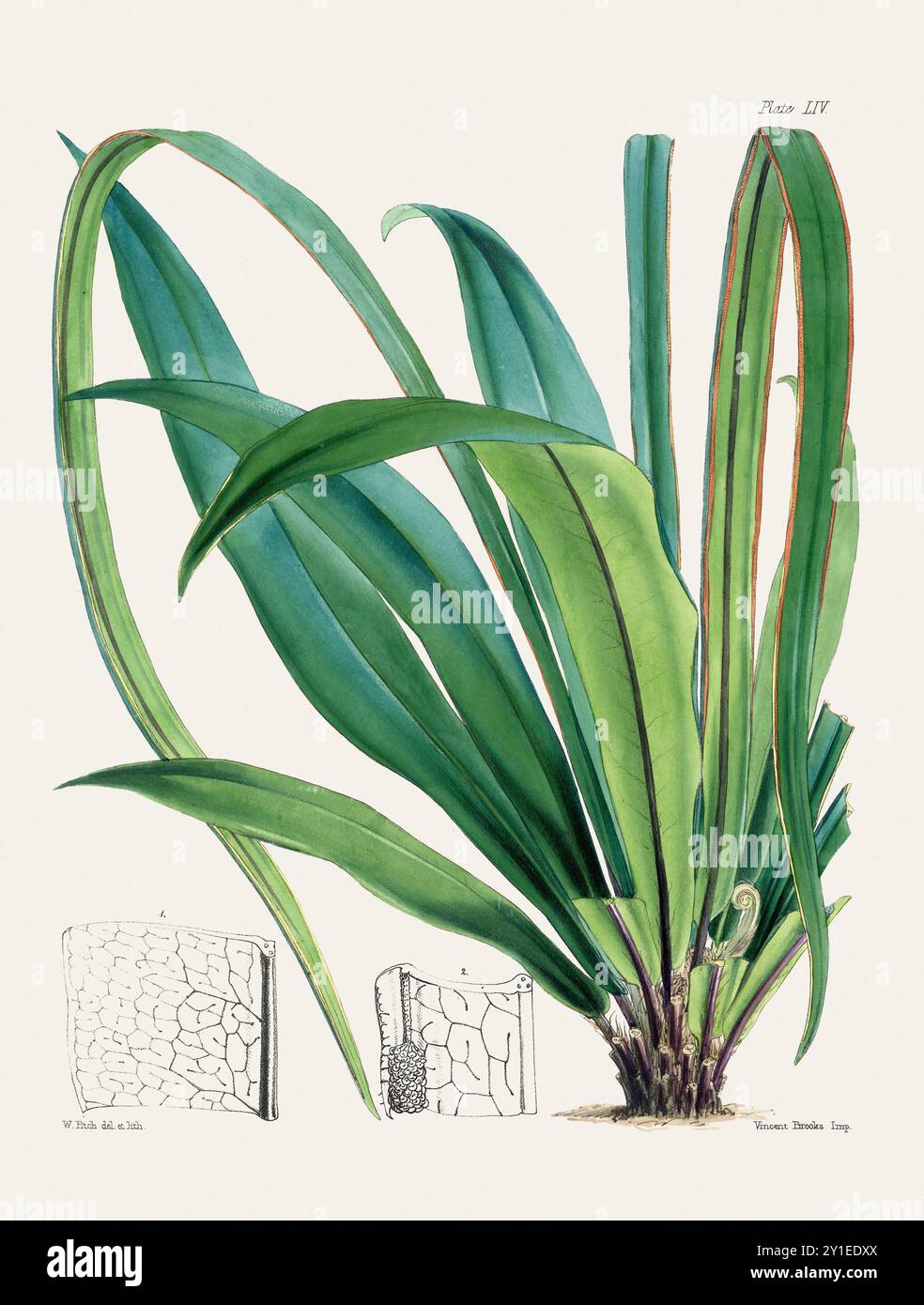 Vintage fern illustration. Botanical art from a book published in ...