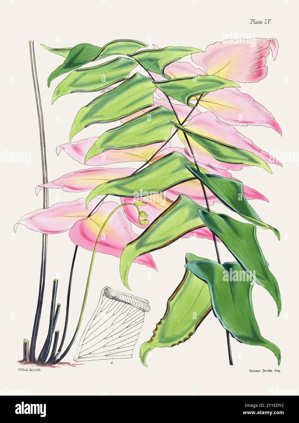 Vintage fern illustration. Botanical art from a book published in ...