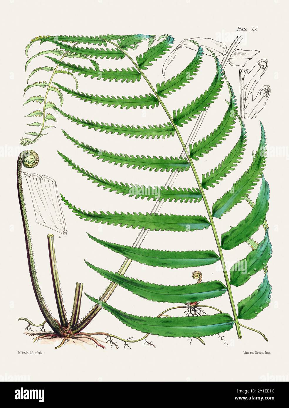 Vintage fern illustration. Botanical art from a book published in ...