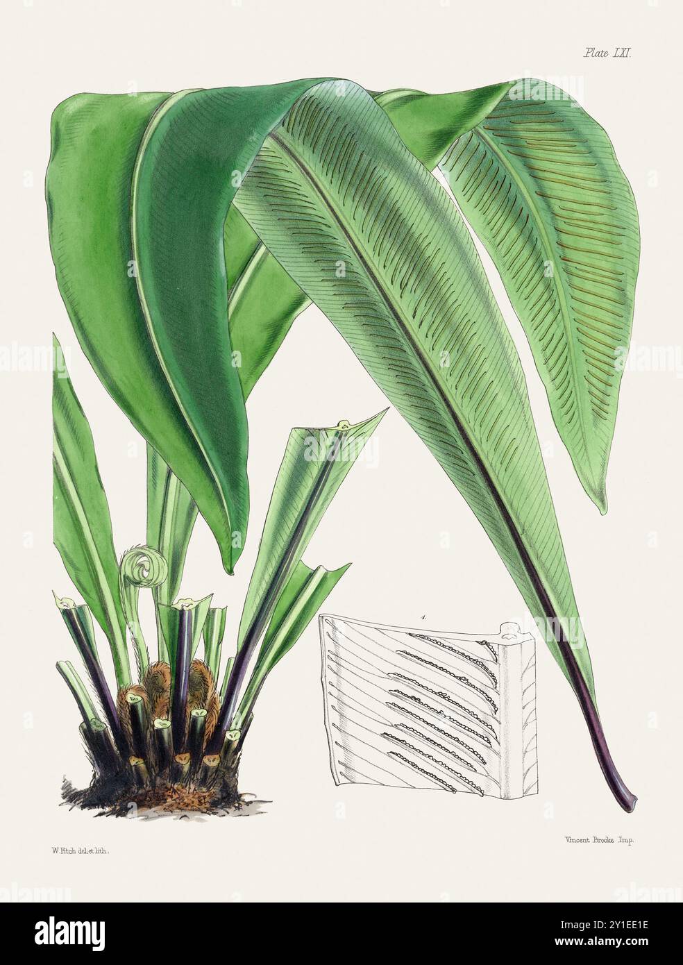 Vintage fern illustration. Botanical art from a book published in ...