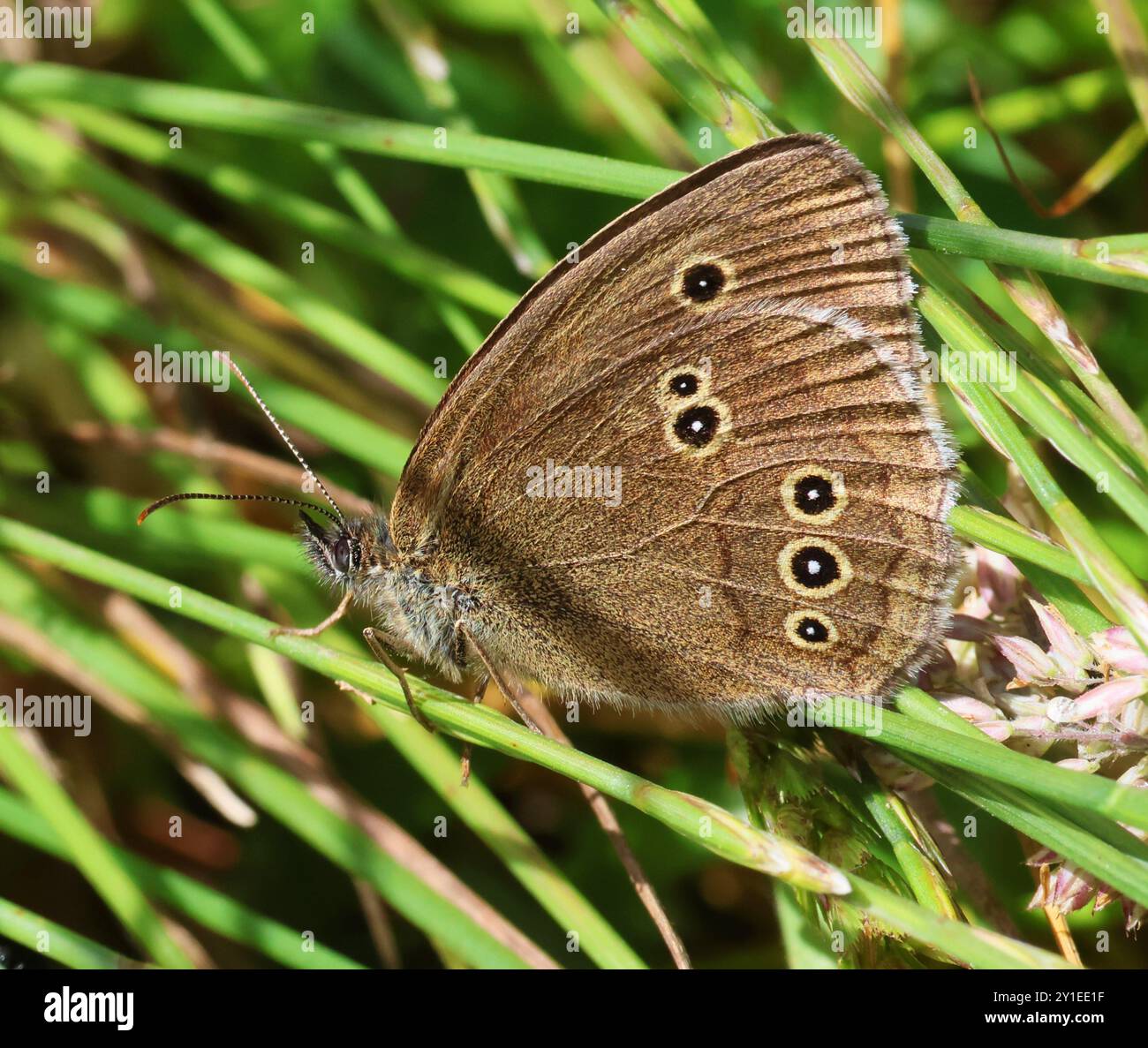 A Ringlet Butterfly (Aphantopus hyperantus) in the summer time in ...