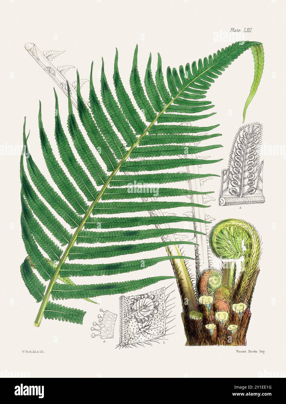 Vintage fern illustration. Botanical art from a book published in ...