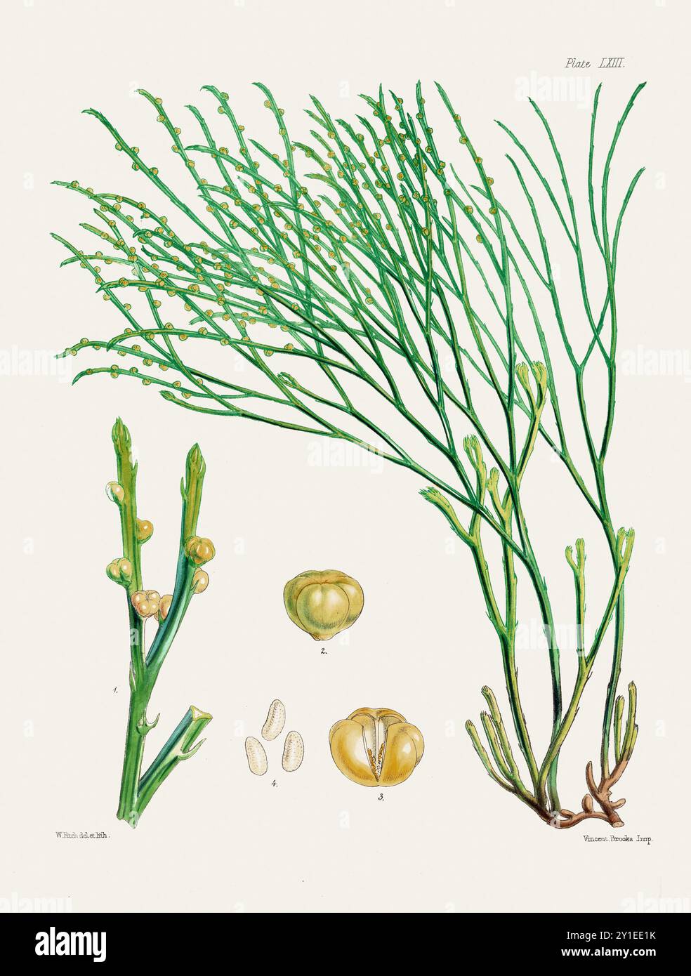 Vintage fern illustration. Botanical art from a book published in ...