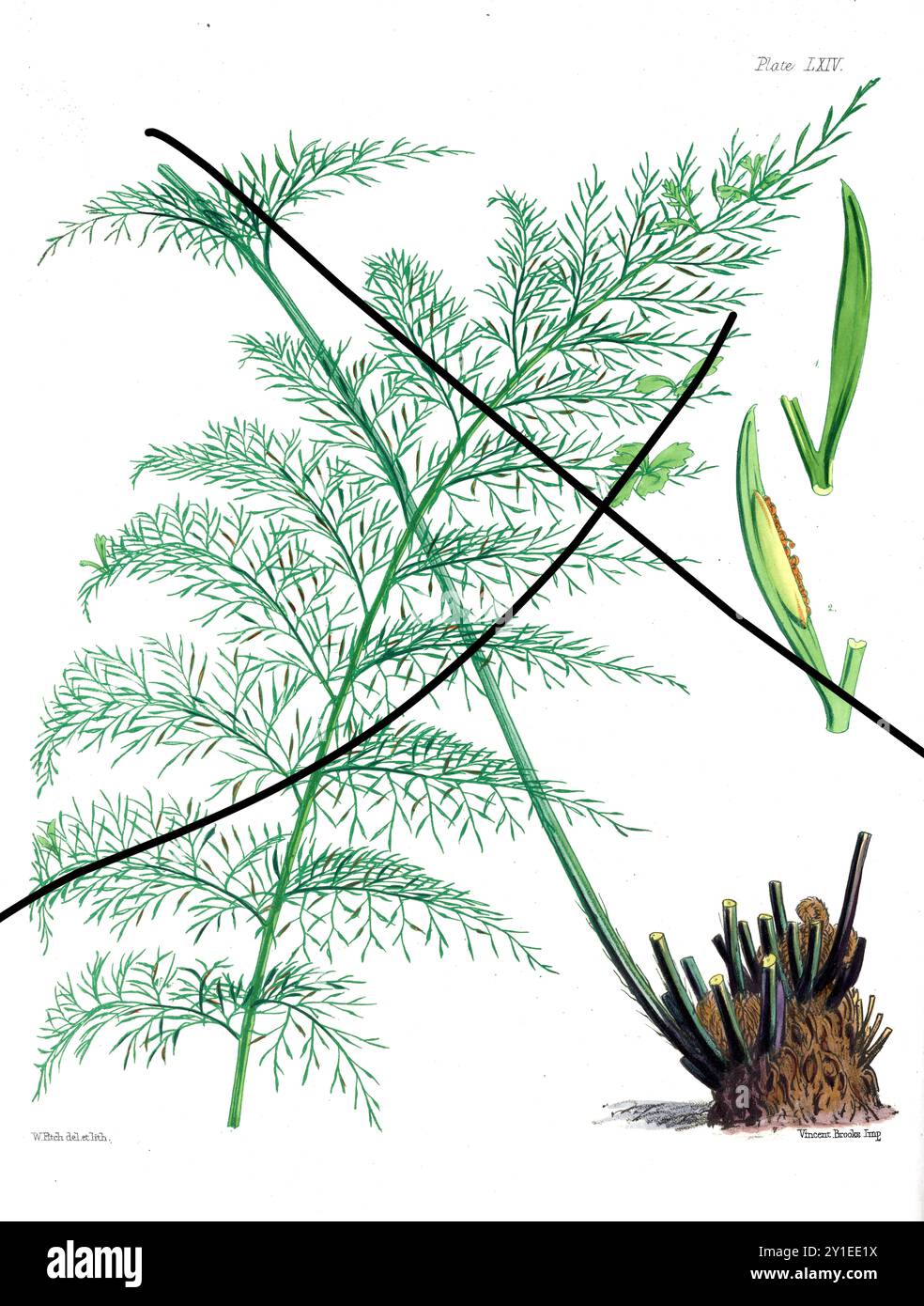 Vintage fern illustration. Botanical art from a book published in ...