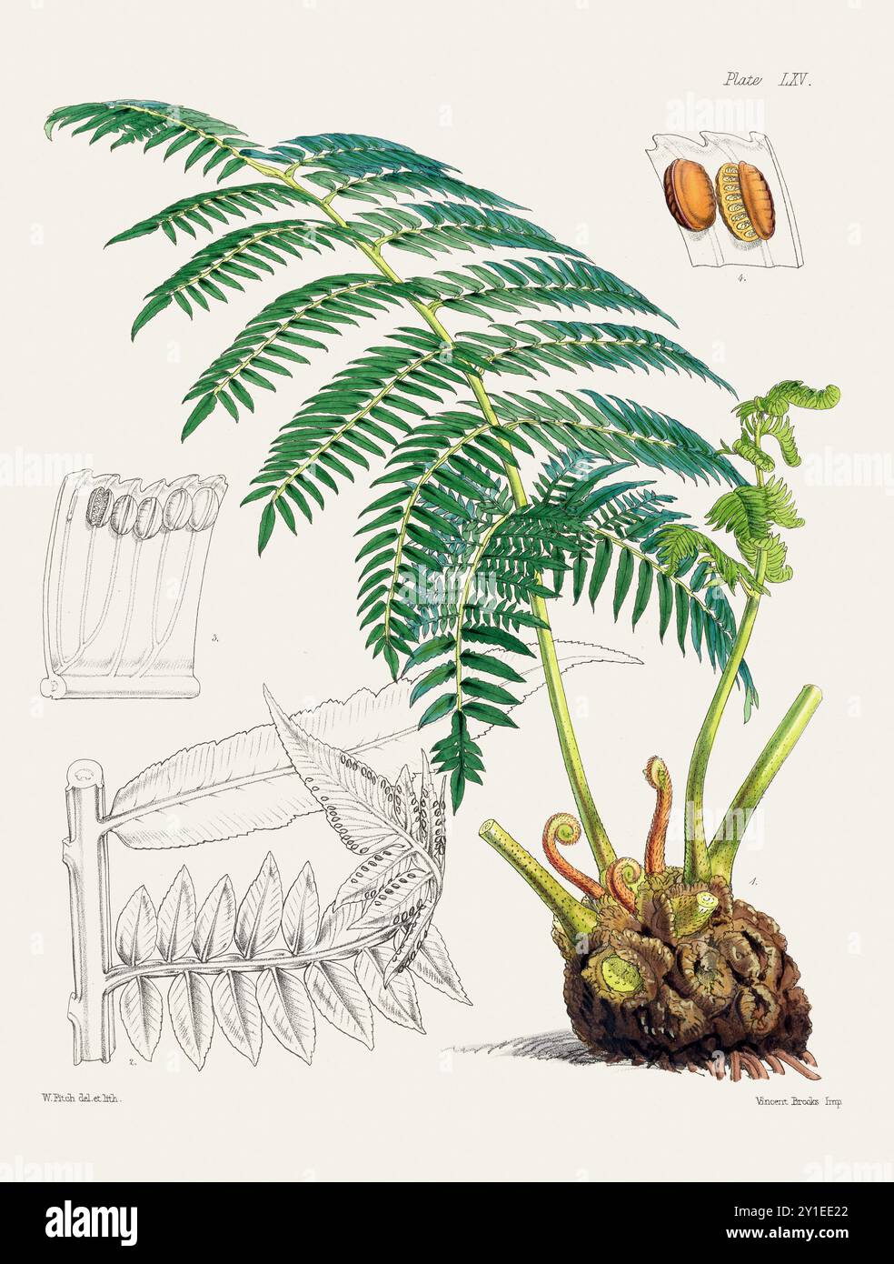 Vintage fern illustration. Botanical art from a book published in ...
