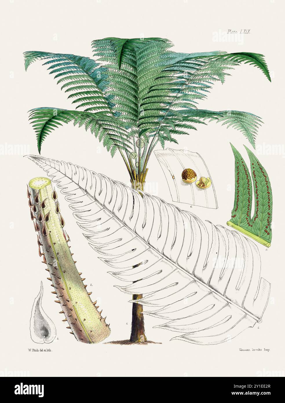 Vintage fern illustration. Botanical art from a book published in ...