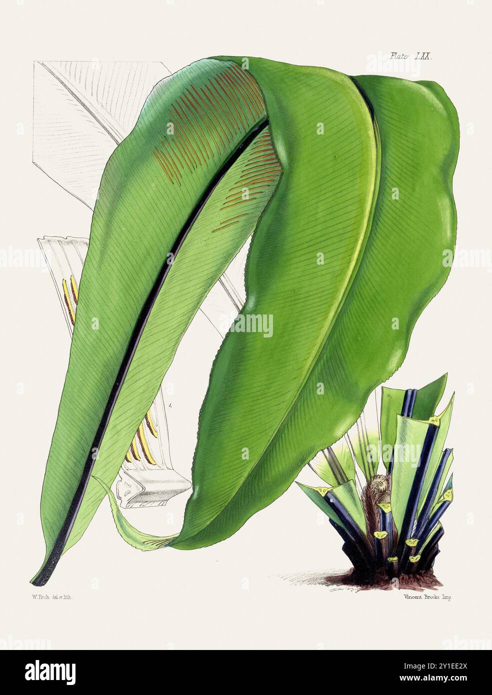Vintage fern illustration. Botanical art from a book published in ...