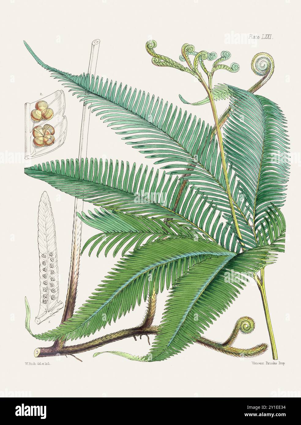 Vintage fern illustration. Botanical art from a book published in ...