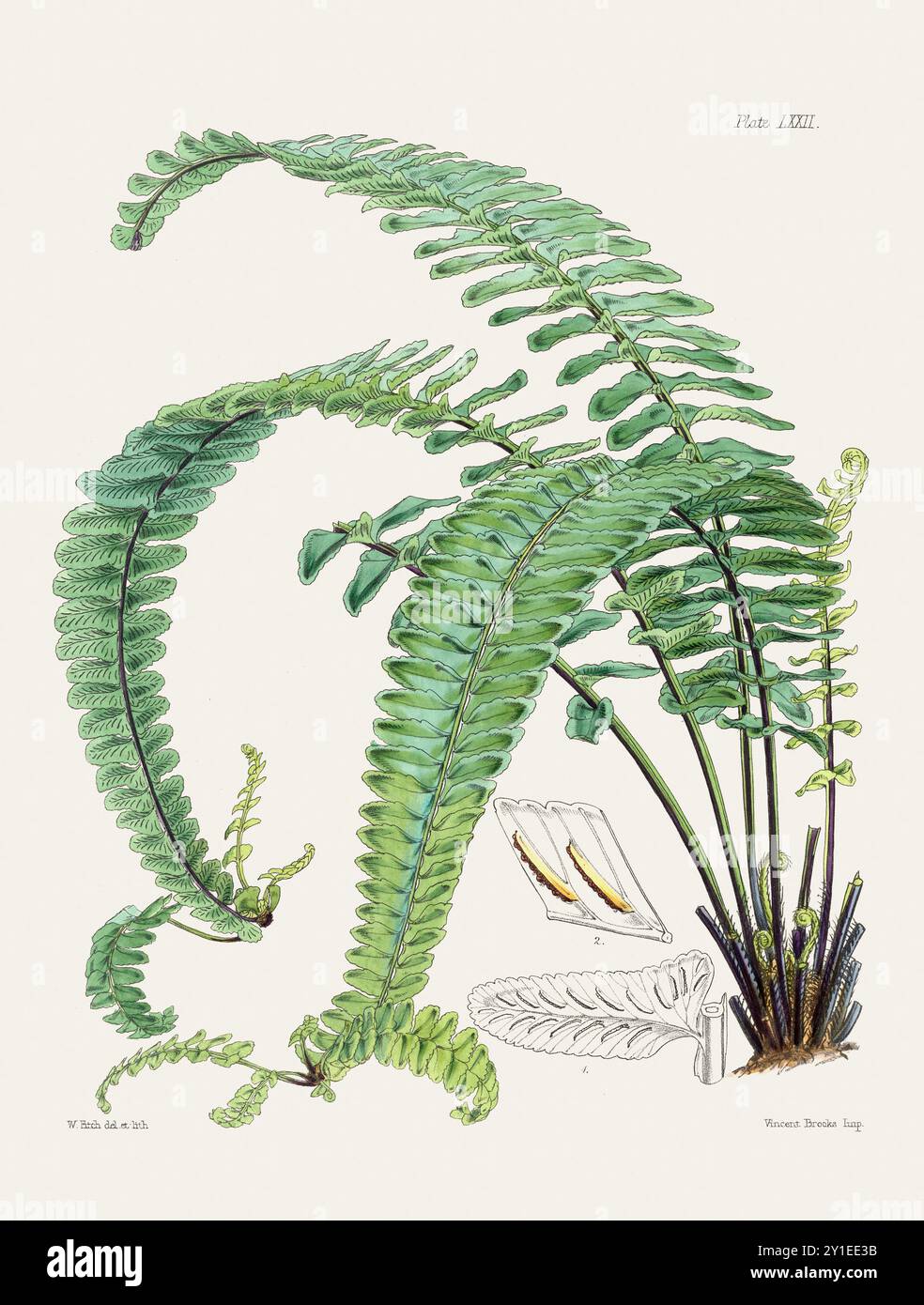 Vintage fern illustration. Botanical art from a book published in ...