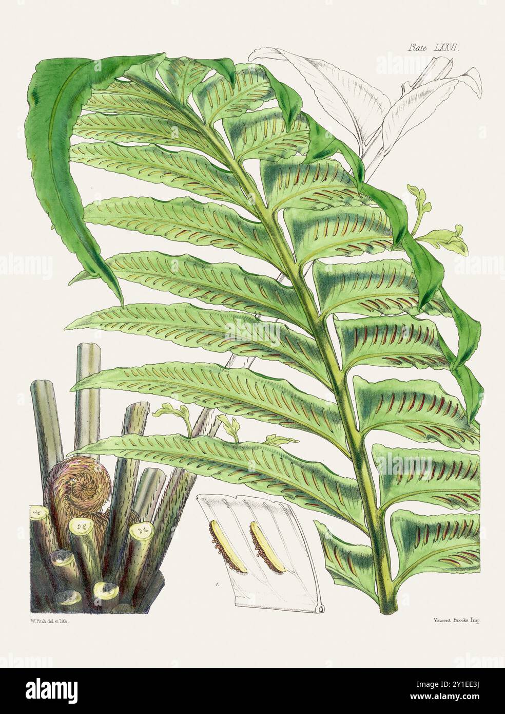 Vintage fern illustration. Botanical art from a book published in ...
