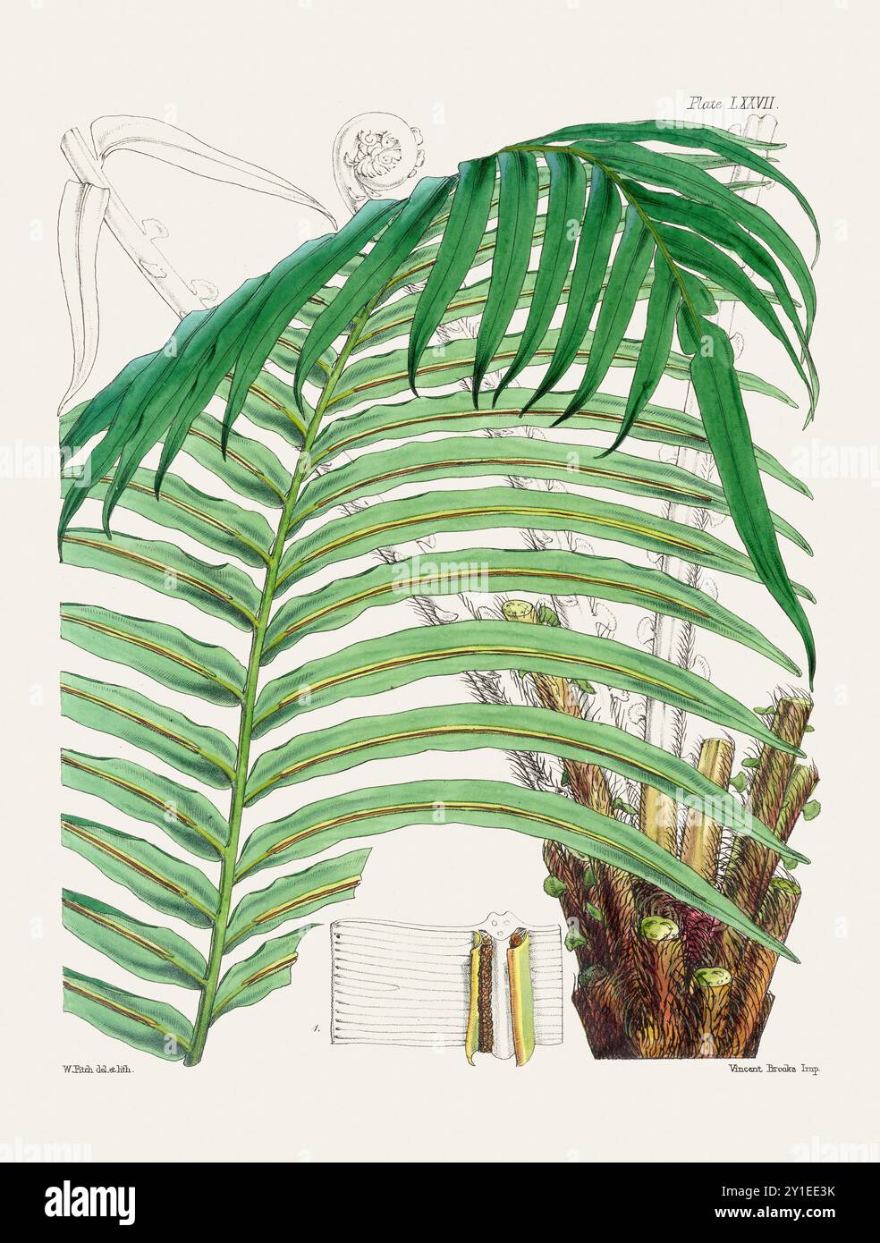 Vintage fern illustration. Botanical art from a book published in ...