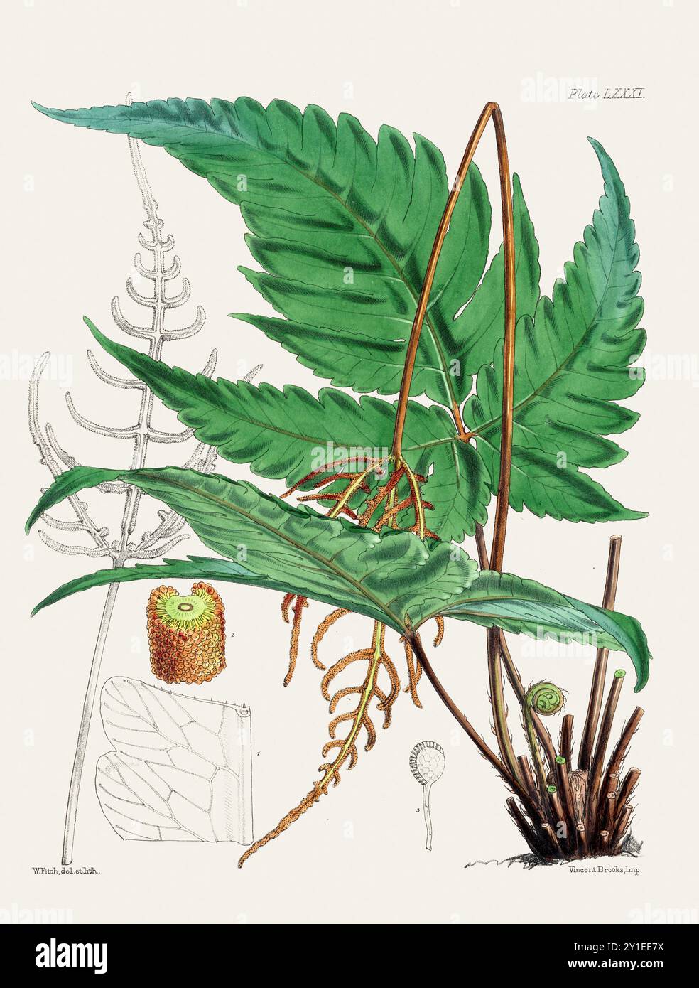 Vintage fern illustration. Botanical art from a book published in ...