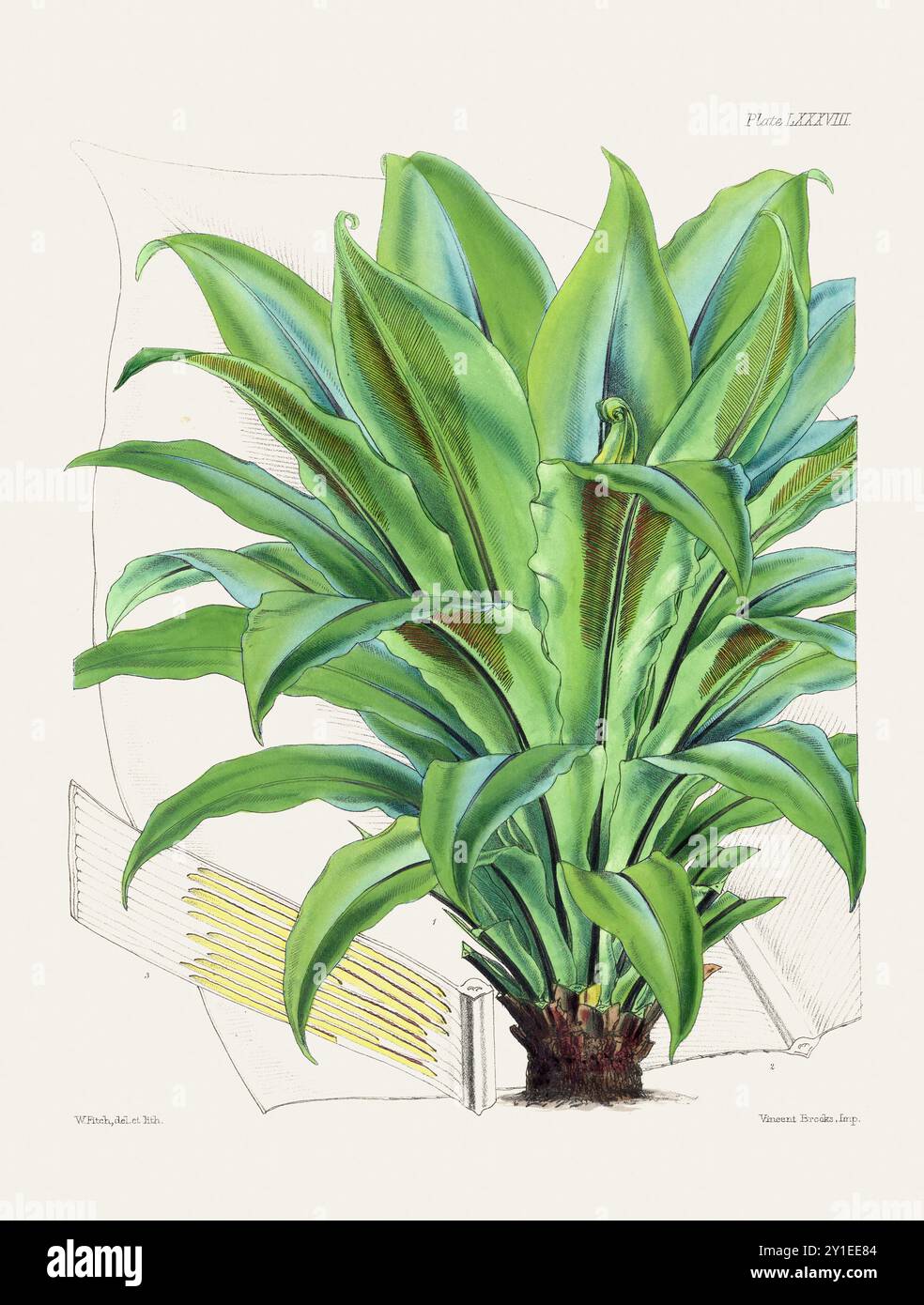Vintage fern illustration. Botanical art from a book published in ...