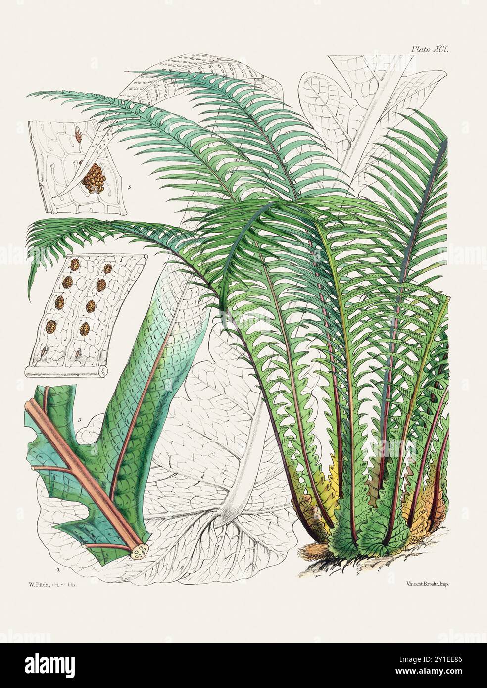 Vintage fern illustration. Botanical art from a book published in ...