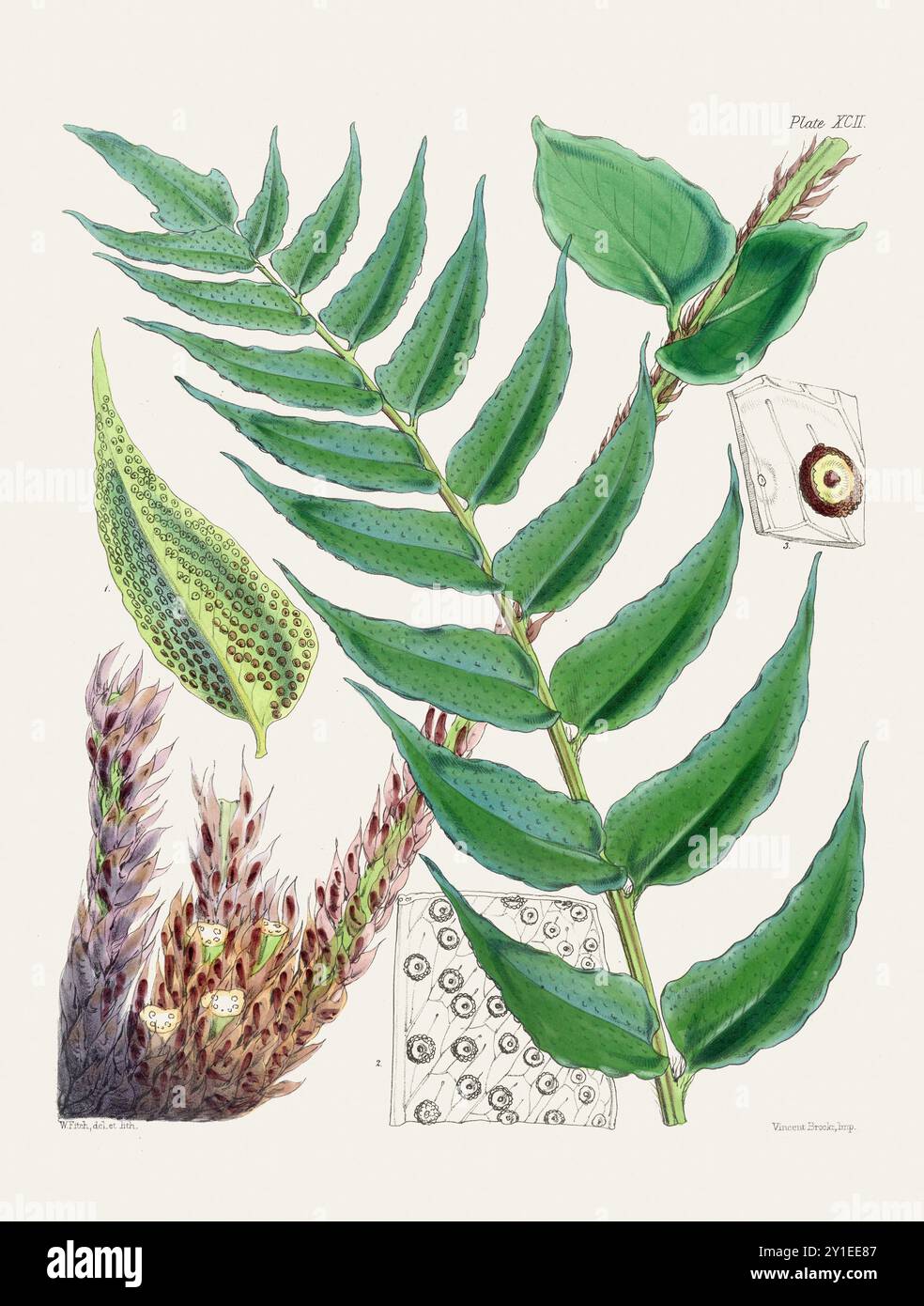 Vintage fern illustration. Botanical art from a book published in ...