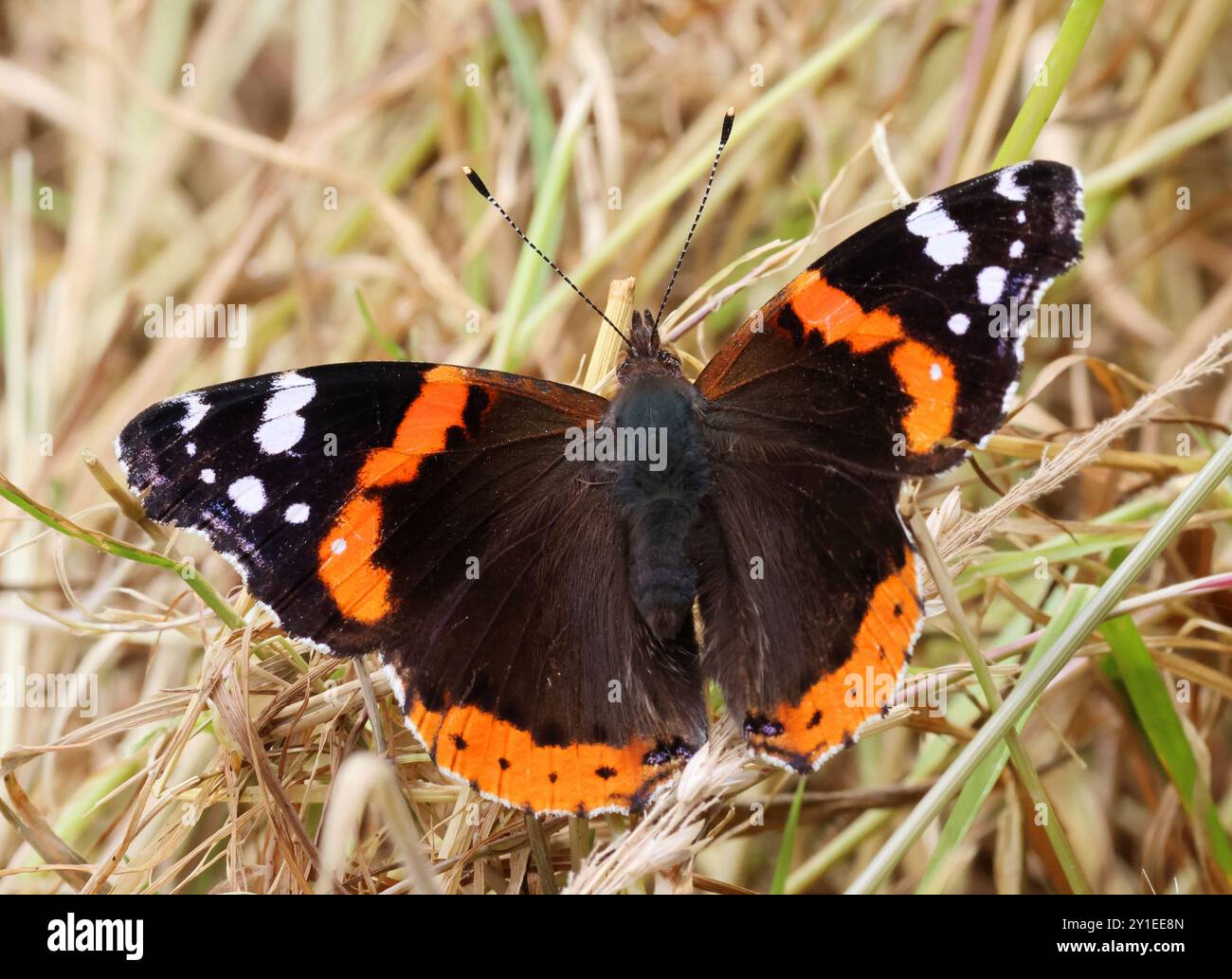 A Red Admiral Butterfly Vanessa Atalanta In The Summer Time In