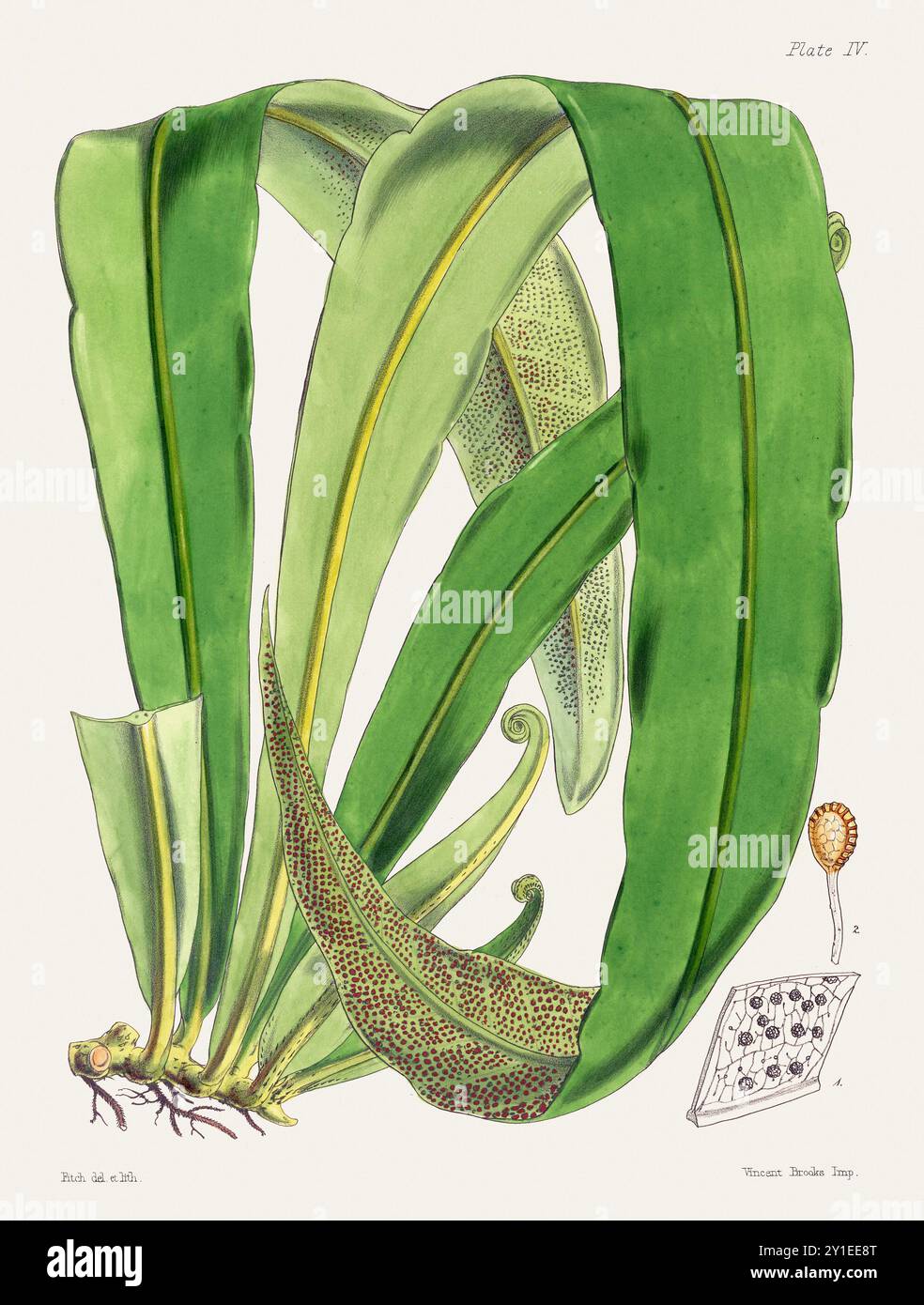 Vintage fern illustration. Botanical art from a book published in ...
