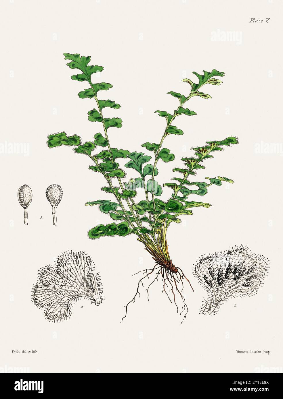 Vintage fern illustration. Botanical art from a book published in ...