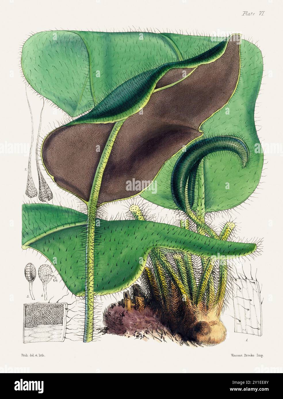 Vintage fern illustration. Botanical art from a book published in ...
