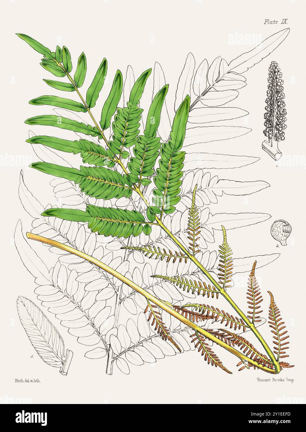 Vintage fern illustration. Botanical art from a book published in ...