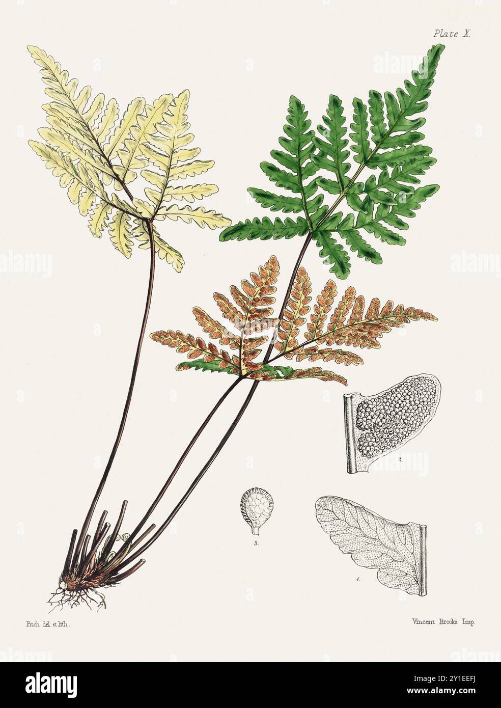 Vintage fern illustration. Botanical art from a book published in ...