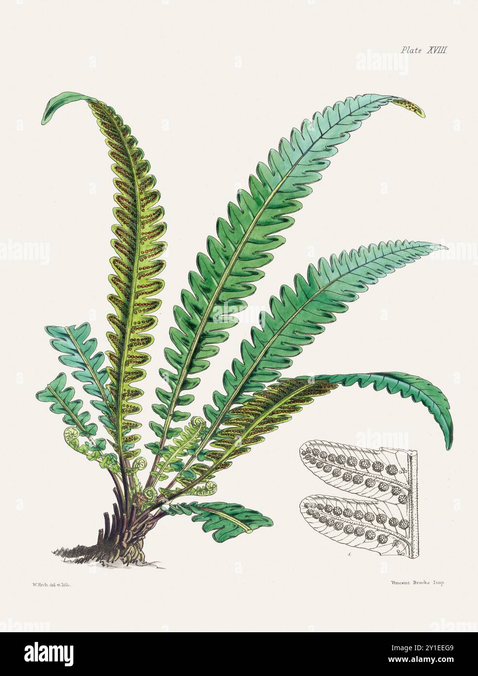 Vintage fern illustration. Botanical art from a book published in ...
