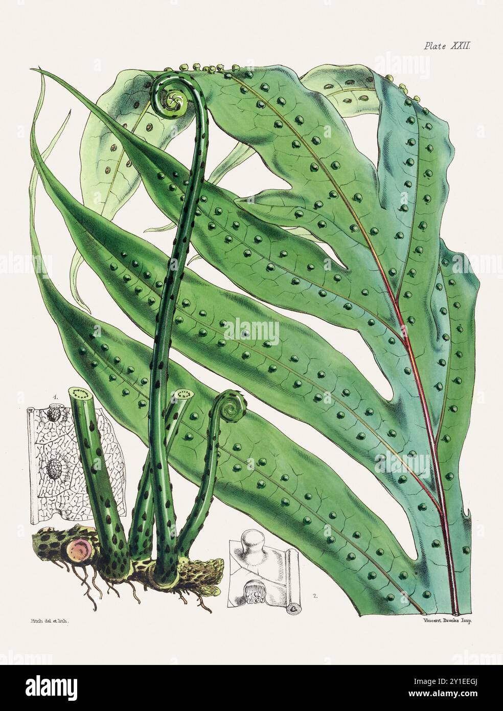 Vintage fern illustration. Botanical art from a book published in ...