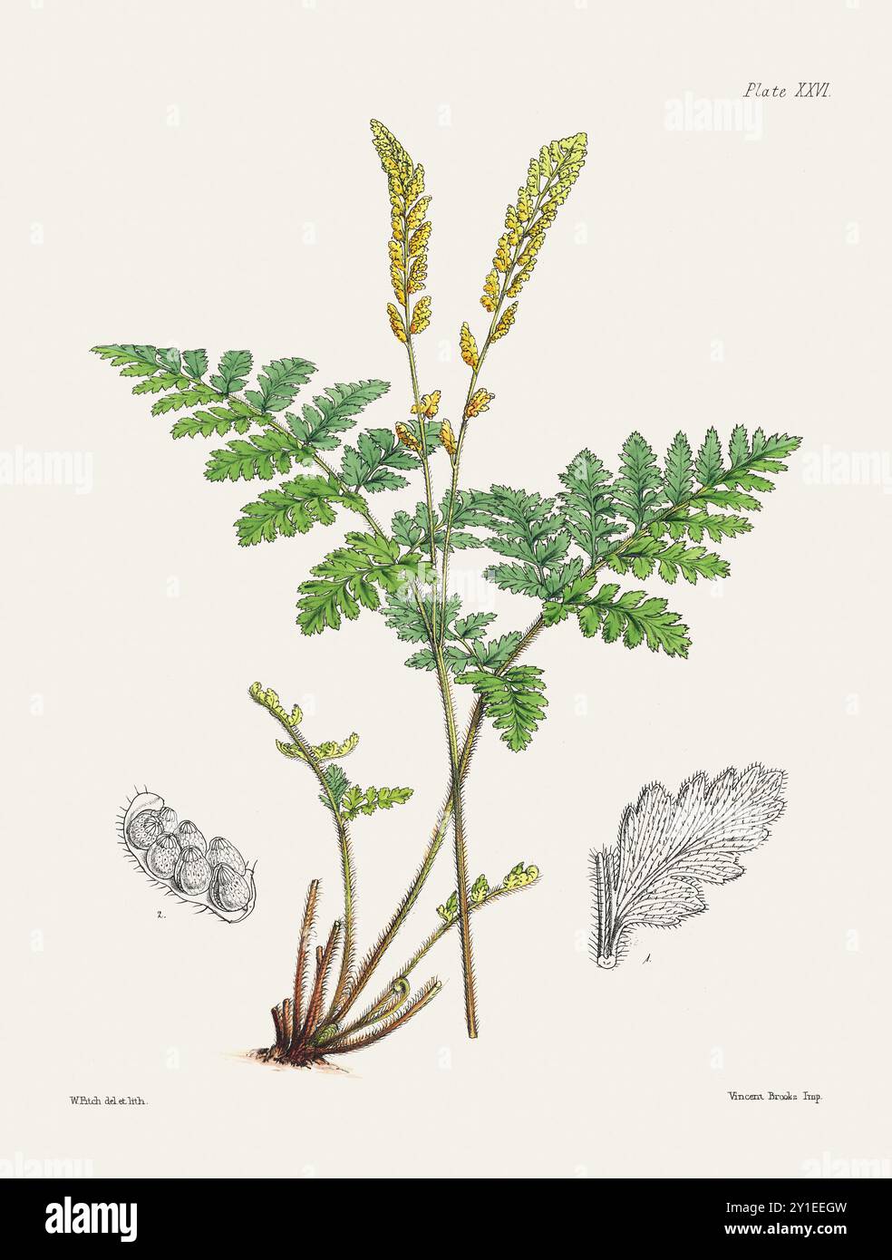 Vintage fern illustration. Botanical art from a book published in ...