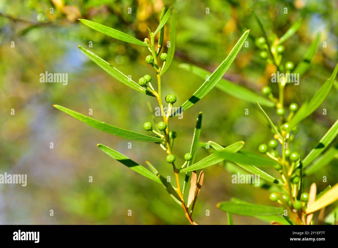 Acacia dodoneifolia hi-res stock photography and images - Alamy