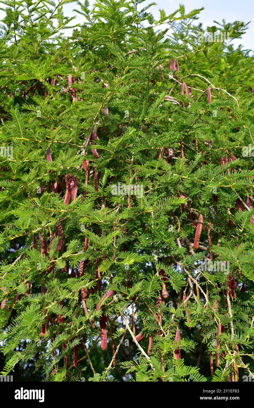 Acacia rehmanniana hi-res stock photography and images - Alamy