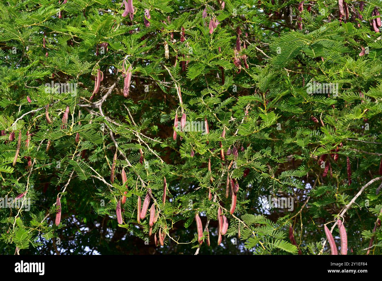 Silky wattle (Acacia rehmanniana or Vachellia rehmanniana) is a tree ...