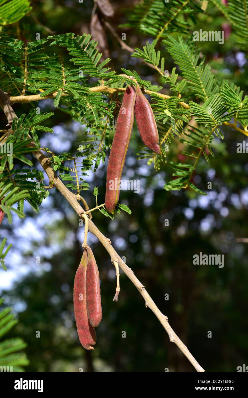 Silky wattle (Acacia rehmanniana or Vachellia rehmanniana) is a tree ...