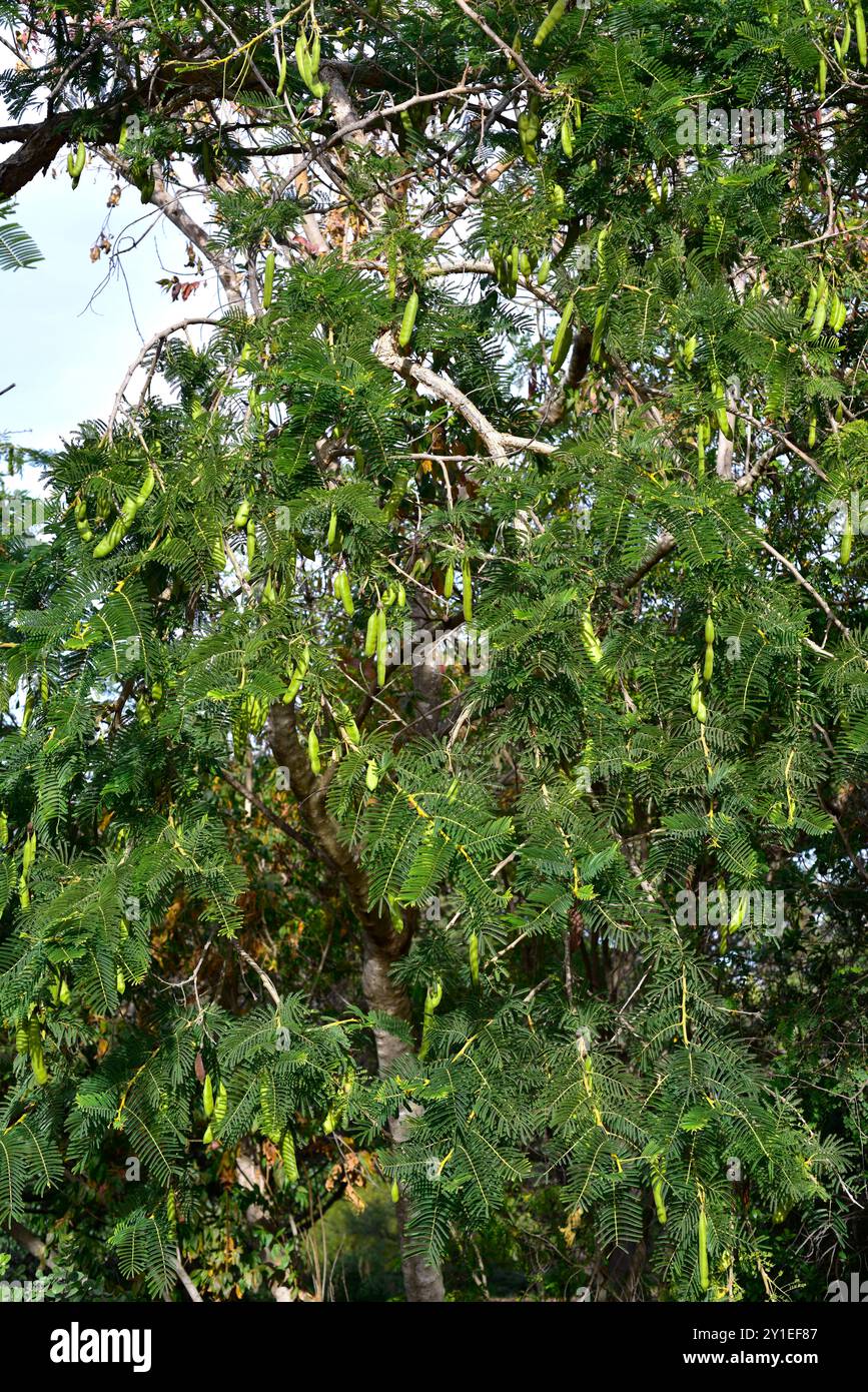 Paperbark acacia (Acacia sieberiana or Vachellia sieberiana) is a ...