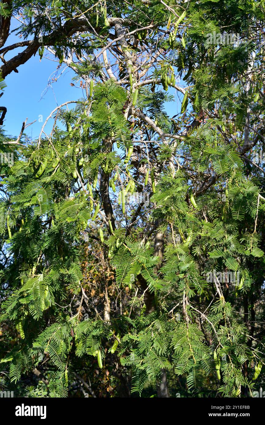 Paperbark acacia (Acacia sieberiana or Vachellia sieberiana) is a ...