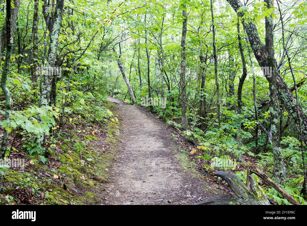 The Appalachian Trail running through a section of the green forest ...
