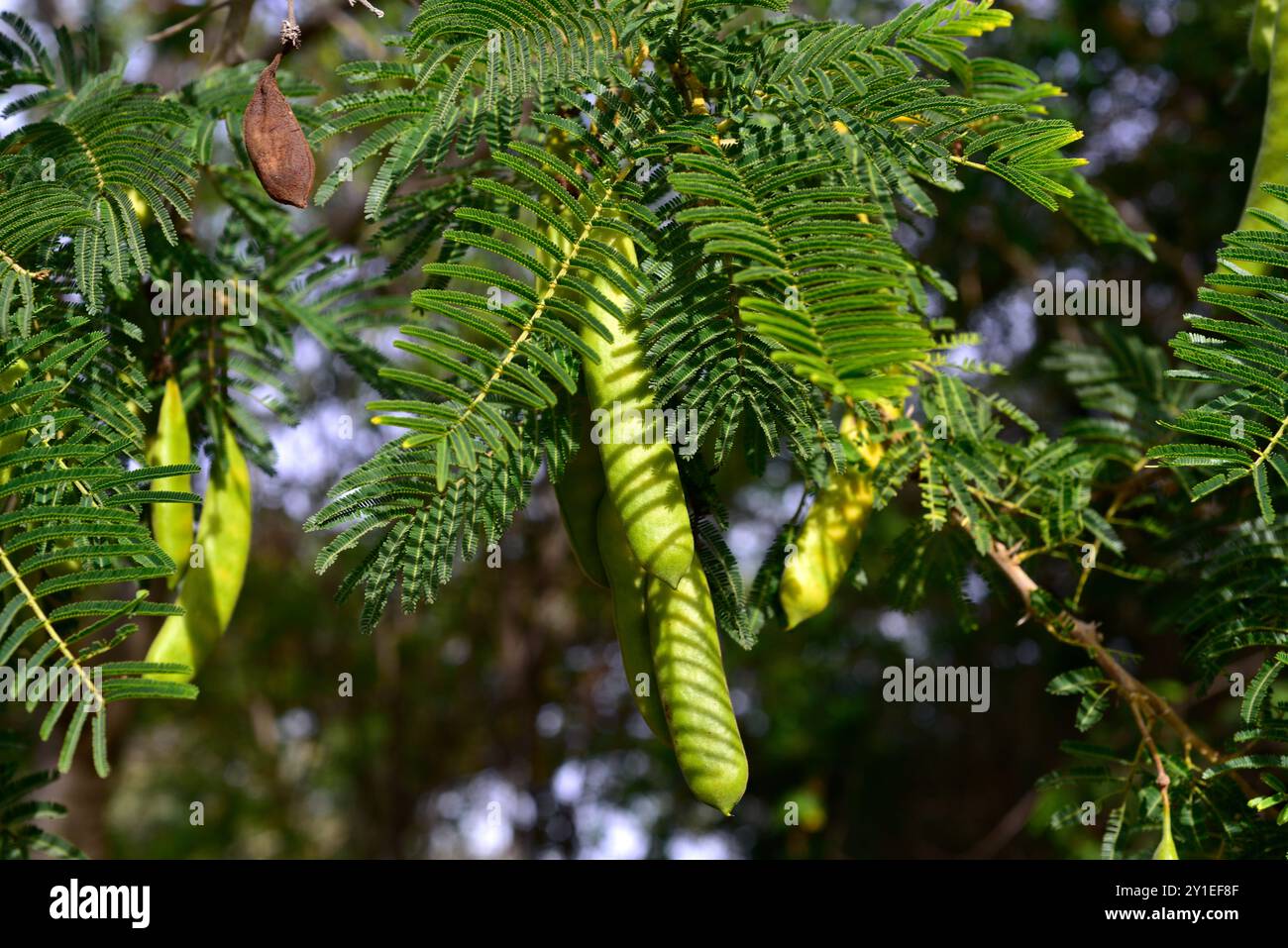 Paperbark acacia (Acacia sieberiana or Vachellia sieberiana) is a ...