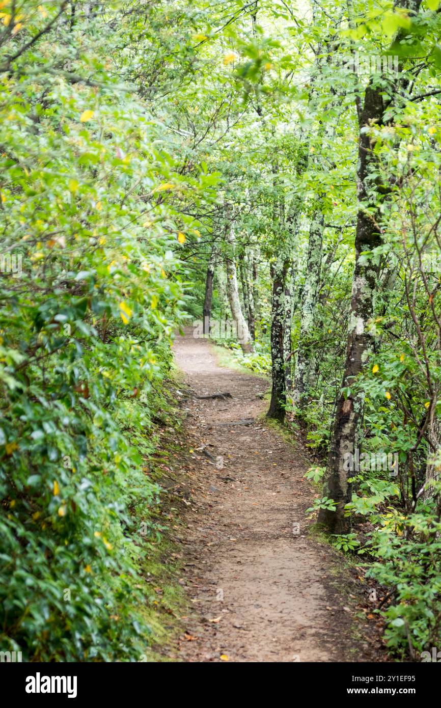 The Appalachian Trail running through a section of the green forest ...