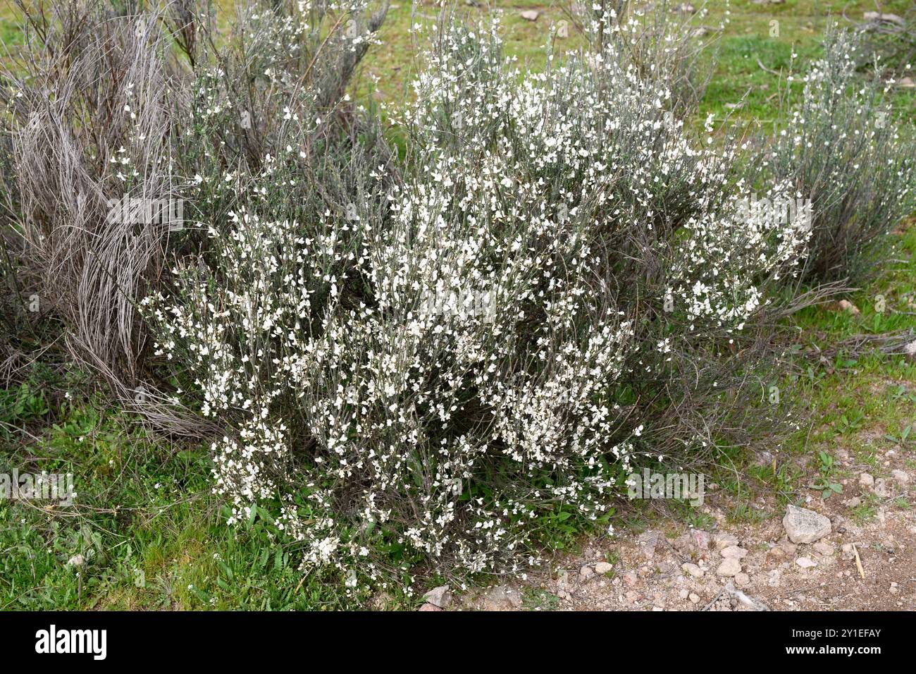 White Spanish broom (Cytisus multiflorus) is a shrub native to ...
