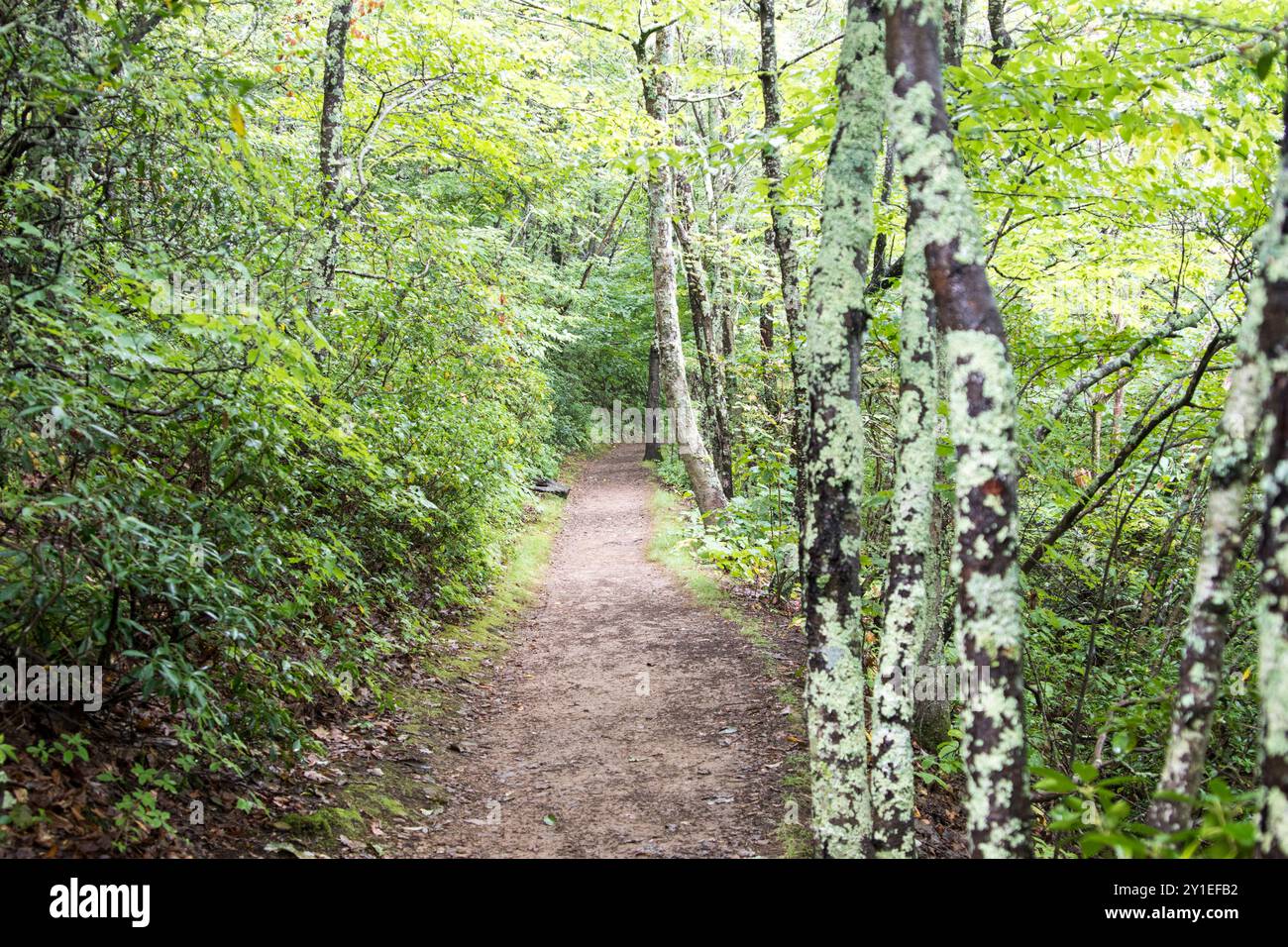 The Appalachian Trail running through a section of the green forest ...