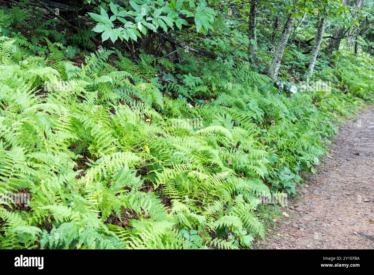 The Appalachian Trail running through a section of the green forest ...