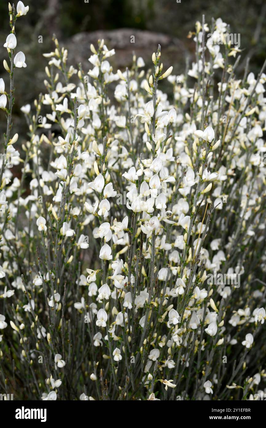 White Spanish broom (Cytisus multiflorus) is a shrub native to ...