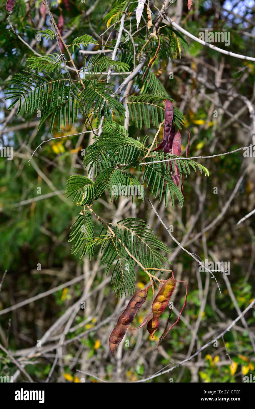 Weeping wattle (Peltophorum africanum) is a deciduous tree native to ...
