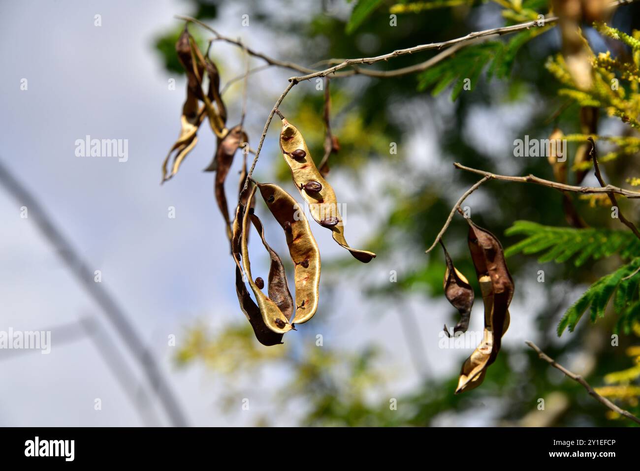 Weeping wattle (Peltophorum africanum) is a deciduous tree native to ...