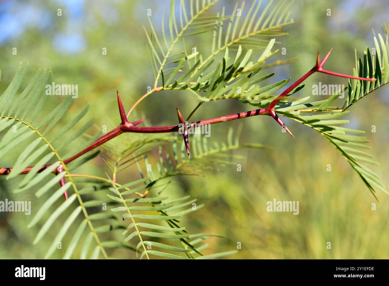Tamarugo or algarrobo chileno (Prosopis chilensis or Neltuma chilensis ...