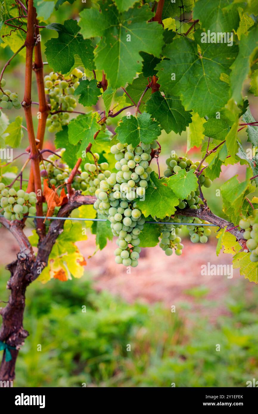 White wine grape cluster hanging from vine Stock Photo - Alamy