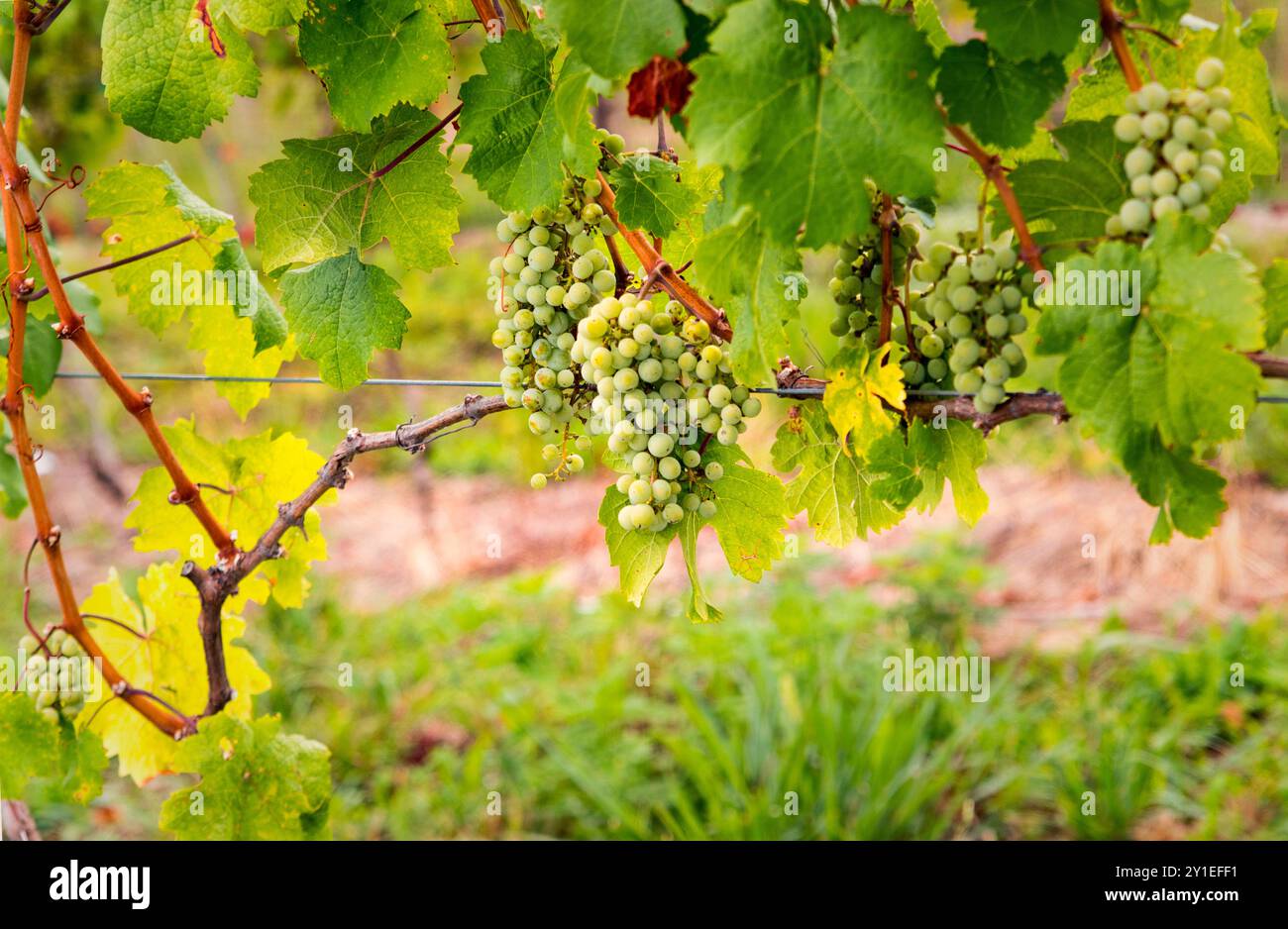 White wine grape cluster hanging from vine Stock Photo - Alamy